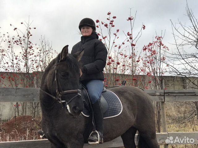 Кобыла вятской породы