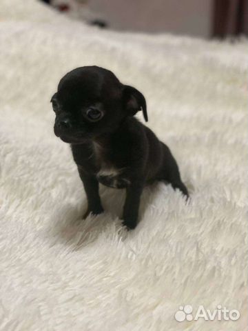 Чихуахуа мини девочка