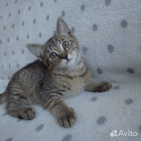 Котенок кельт