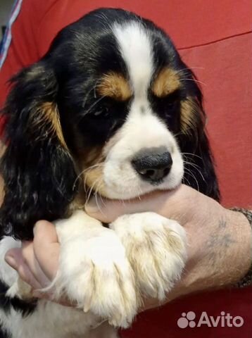 Кавалер кинг чарльз спаниель