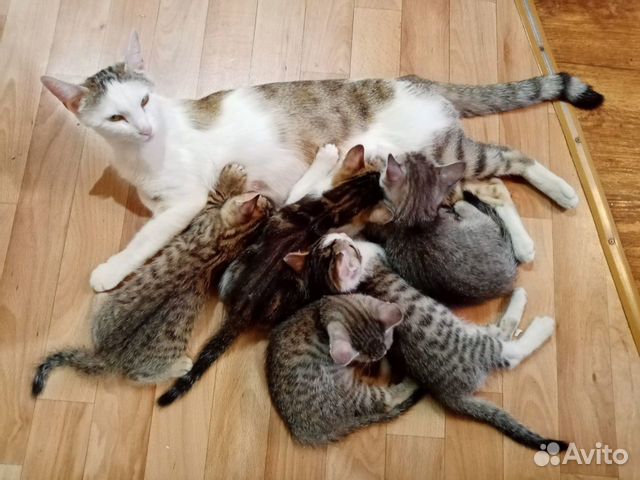 Котята в добрые руки бесплатно