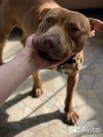 Питбуль Ромашка бесплатно