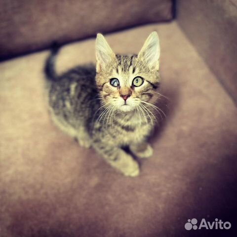Котенок Тигр ищет семью