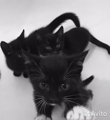 Котята в добрые руки