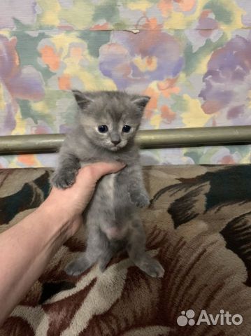 Котята