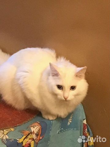 Котик в добрые руки