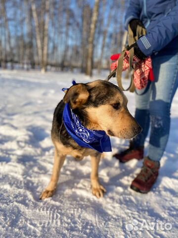 Собака ищет теплый дом