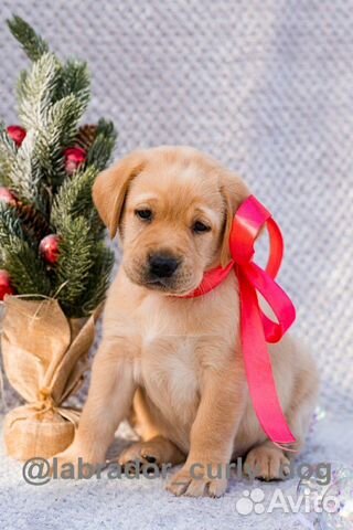 Щенки Лабрадора