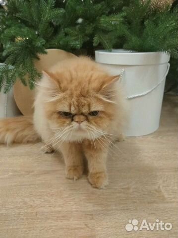 Персидская экстремальная кошка