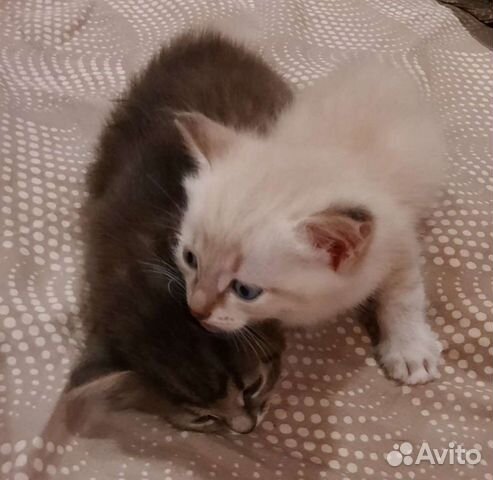Кошки бесплатно