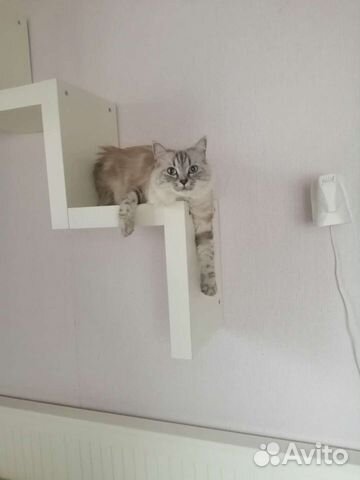 Ищу кота для вязки