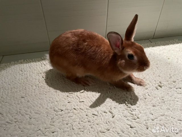 Карликовый кролик