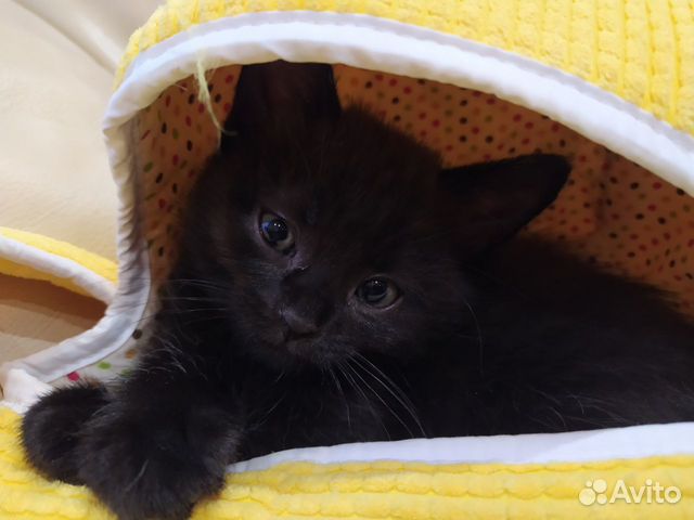 Отдам котят мама шотландская прямоухая