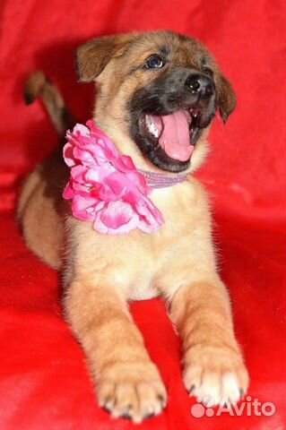 Щенок Феня в дар