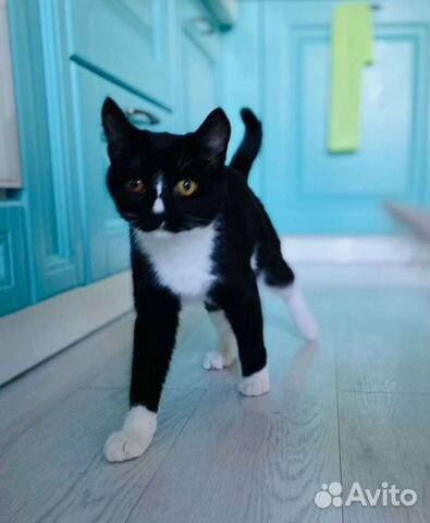 Котенок в добрые руки бесплатно