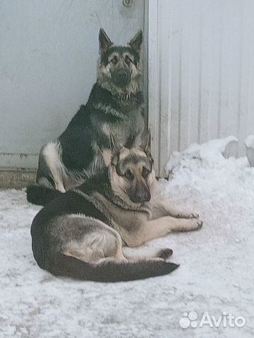 Восточноевропейская овчарка