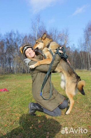 Это собака хочет любви и ласки