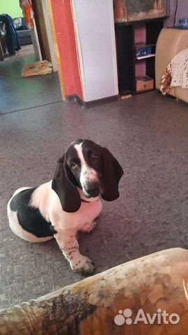 Бассет хаунд