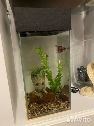 Аквариум с рыбкой