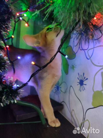 Абиссинские котята