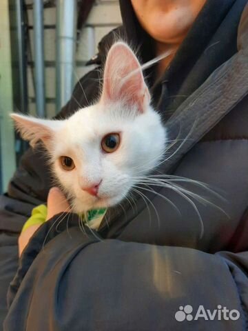 Котенок, 5 месяцев, метис