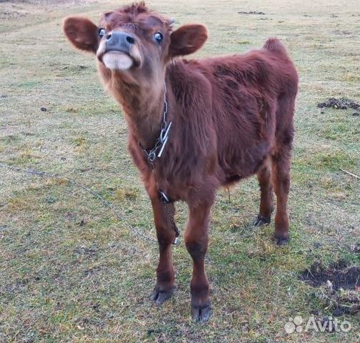 Бычок на докорм