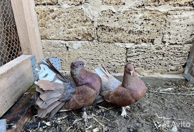 Продам голубей павлинов индийских красных