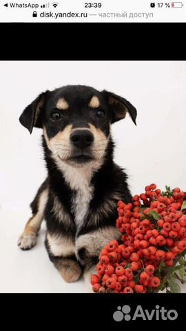 В добрые руки