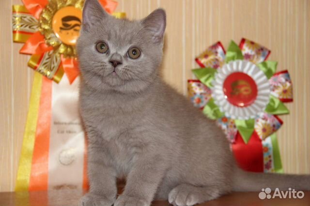 Клубные британские котята