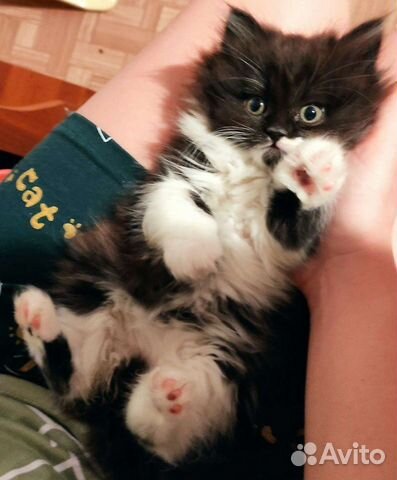 Котята