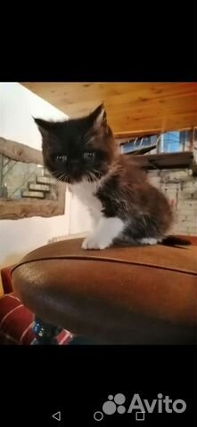 Персидская кошка