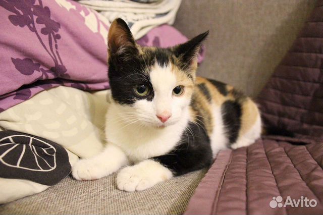 Трёхмесячный котенок ищет дом (Девочка)