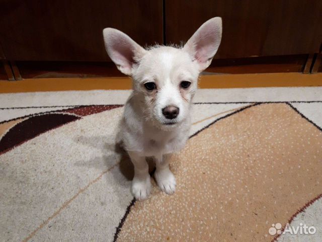 Собака маленькая порода