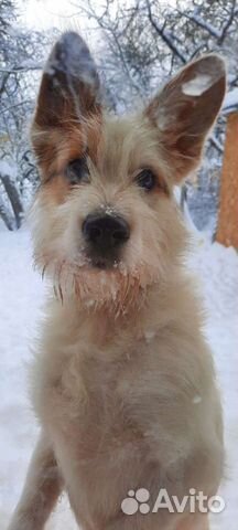 Гоша ищет дом