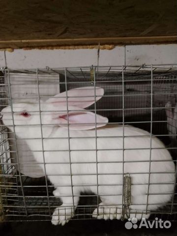 Кролик Белый Панон