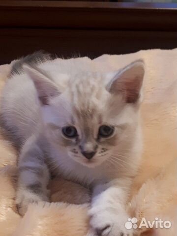 Тайский котенок