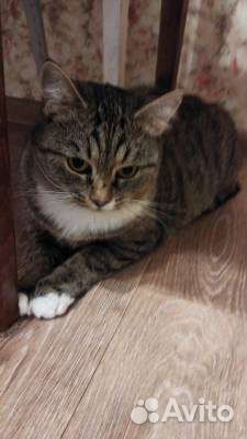 Кошка Ласкуша Возьмите меня Домой