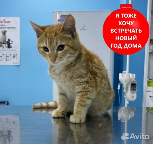 Рыжик,мальчик, счастье в дом
