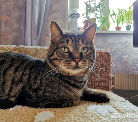 Кот Василий в добрые руки