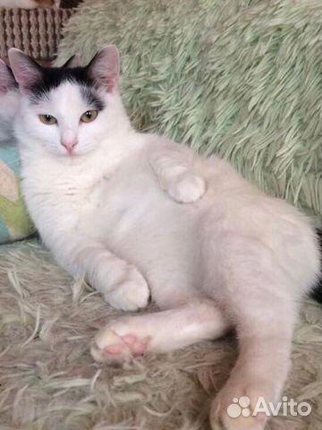 Кошка