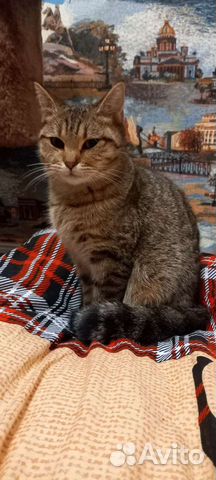 Британская кошка