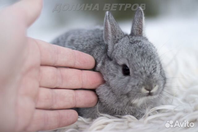 Кролик минор карликовый девочка, редкий окрас