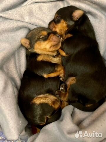 Щенки йорка