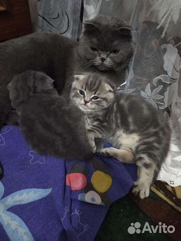 Шотландские котята