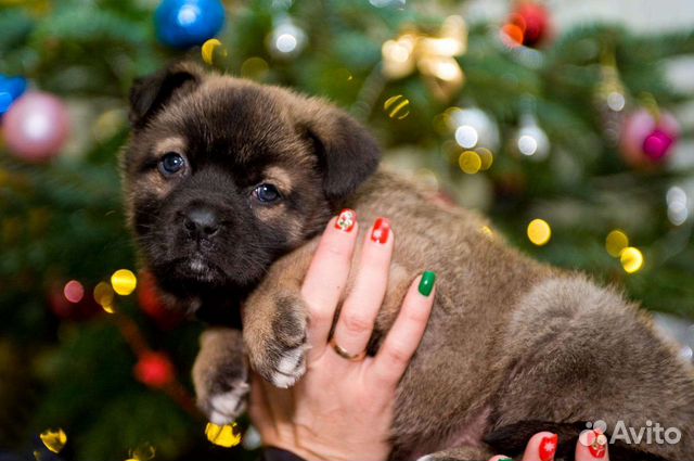 Варечка в дар