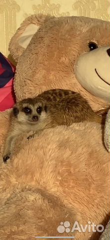 Сурикат мальчик