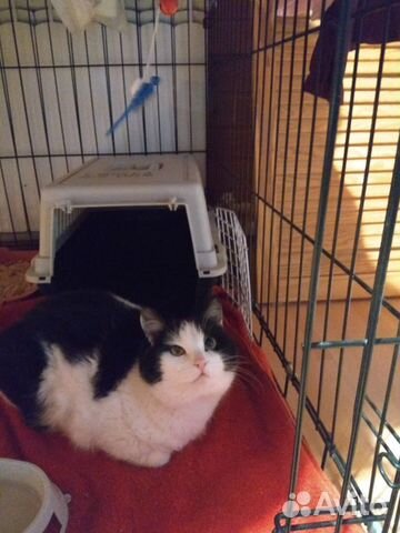 Спасённая с улицы Дженни ждёт любящую семью