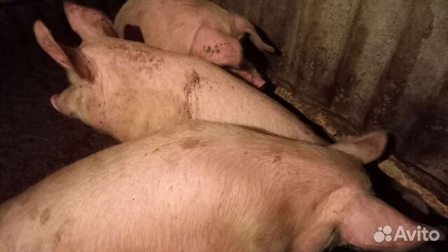 Свиньи живым весом