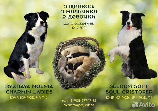 Щенки бордер колли