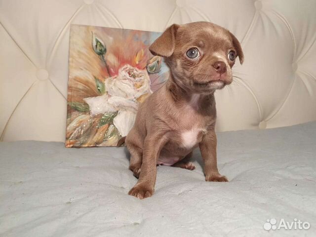 Чихуахуа девочка мини